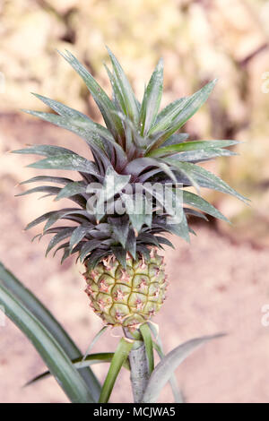 Growing ananas, pineapple plant close up Stock Photo - Alamy