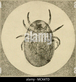 . Fig. 49. —The poultry tick, Argas persicus. Adult c'ntral view ...