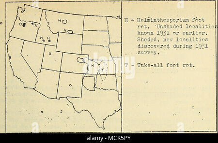 Fusarium foot rot (Fusarium spp.) wheat crop with stem bases and roots ...