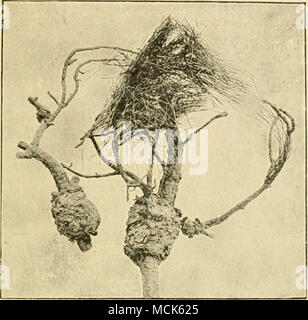 Pinus longifolia Pinus longifolia Stock Photo - Alamy