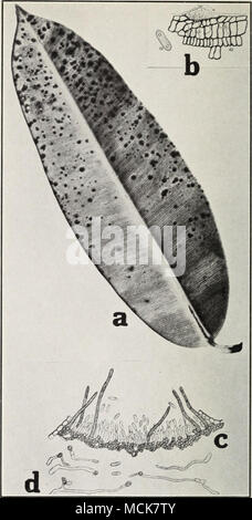 The diseases and pests of the rubber tree Stock Photo - Alamy