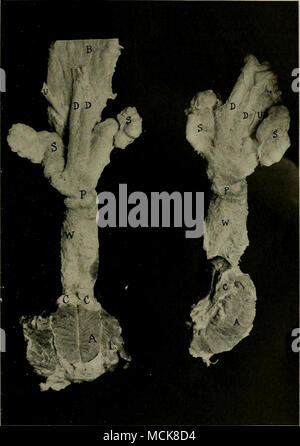 . Fig. 5 Fig. 6 Glands Attached to Pelvic Urethra of Bull viewed from ...