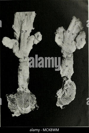 . Fig. 5 Fig. 6 Glands Attached to Pelvic Urethra of Bull viewed from ...