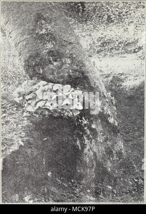 Large Fungus at the base of an Oak tree Stock Photo - Alamy