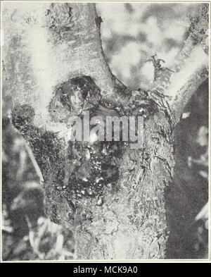 Bacterial canker of trees. Bacterial disease of fruit trees caused by ...
