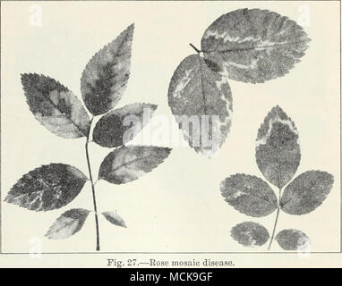 Rose (Rosa Manetti Stock Photo: 18111787 - Alamy