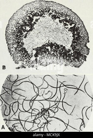 . Diseases of cereal and forage crops in the United States in 1922 ...