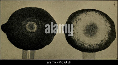 Blue mold (Penicillium italicum) on Lemon Stock Photo - Alamy