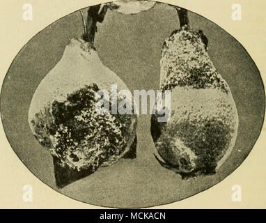 Cedar Rust Spot Disease on a Jonathan Apple Tree Stock Photo - Alamy