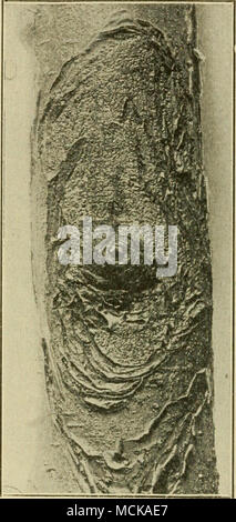 . Fig. 17. — Apple black-rot canker showing numer- ous pycnidia. After ...