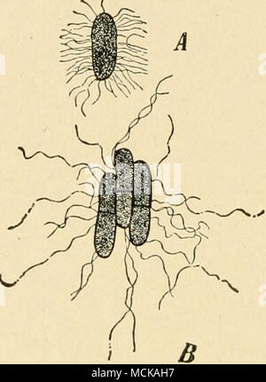 . Fig. 214. — Bacillus subtilis. Swarming rods with numerous fine ...