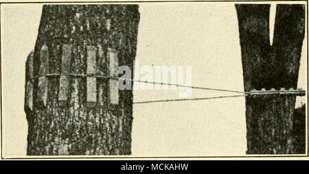 A tree cavity filled with concrete / cement to structurally support it ...