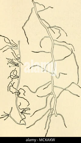 . Fig. 174. — Roots of diseased cow- pea at left; healthy roots on the ...