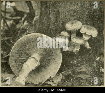 Fruiting bodies of the Root rot fungus Heterobasidion annosum on a tree ...