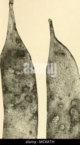 . FiG. 115. — Spotted pods of French June field pea. After van Hook ...