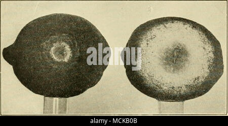 Blue mold (Penicillium italicum) on Lemon Stock Photo - Alamy
