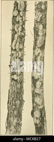 . Fig. 51. — Anthracnose on black raspberry, showing typical fis- sures ...