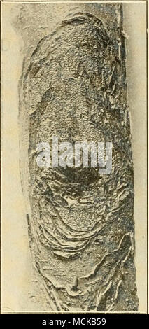 . Fig. 17. — Apple black-rot canker showing numer- ous pycnidia. After ...