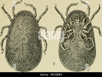 Two egg-laying ticks. Ticks lay eggs Stock Photo - Alamy