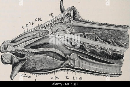 . Fig. 163.—Median section through an ox's head. Sf, Frontal sinus; N ...