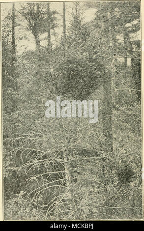 . Fig. 2.—A black spruce tree with a large witches' broom caused by ...