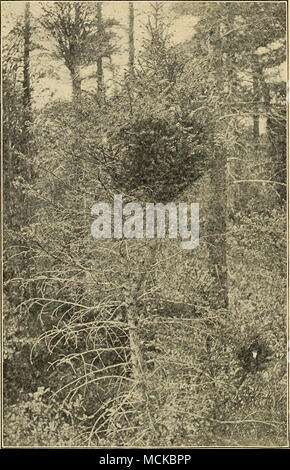 . Fig. 2. A black spruce tree with a large witches' broom caused by ...