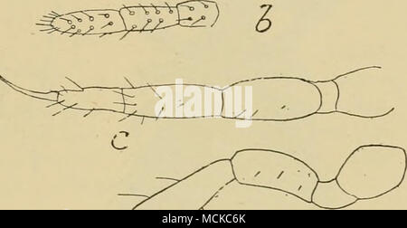 Dorsal view of a female body louse, Pediculus humanus var. corporis ...
