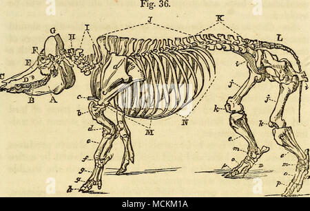. Skeleton of a Pig A Maxilla inferior, vel posterior; lower jaw.—B ...