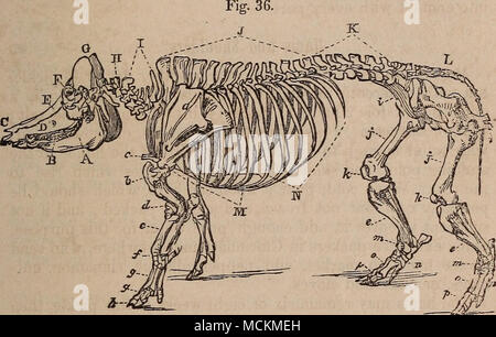 Anatomy of the pig with its bone system Stock Photo - Alamy