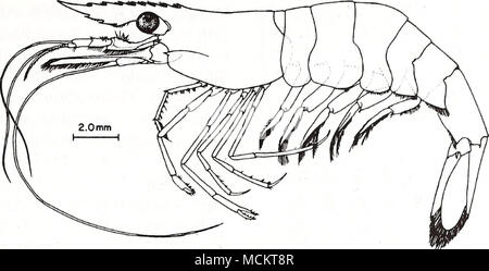 . 1 cm (from Heard 1979) Common Name: grass shrimp Scientific Name ...