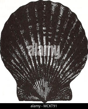 Scallops, scallops (scallops), Scallop Family, Pectinidae Stock Photo ...