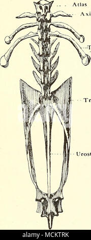 . .Transverse process Transverse process of 9th vertebra Urostyle Fig ...