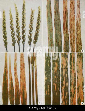 Speckled leaf blotch or Septoria leaf spot (Zymoseptoria tritici ...