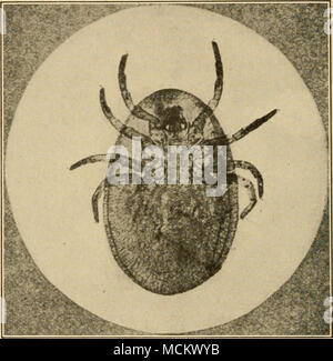 . Fig. 49. —The poultry tick, Argas persicus. Adult c'ntral view ...