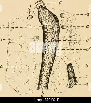 . Fig. 26. â Diagrammatic drawing of the left lung of a domestic fowl ...