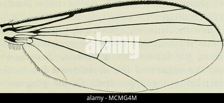 . Fig. 79. Wing of A. elongata c?. costal vein very short; the discai ...