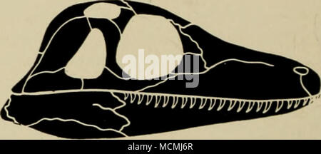 . THECODONTIA Ancestors of all dinosaurs Stock Photo - Alamy