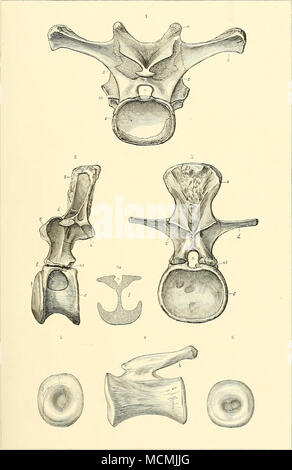 . MOROSAURUS. Jurassic Stock Photo - Alamy