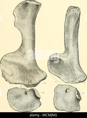 . MOROSAURUS AND APATOSAURUS. Jurassic Stock Photo - Alamy