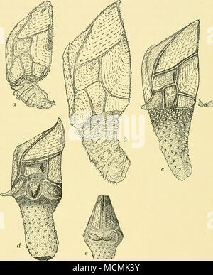 This lateral view shows a young Scalpellum japonicum, a species of ...