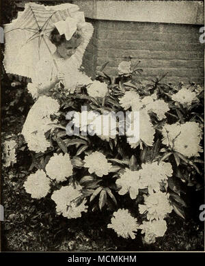 . DINGEE PEONIES Stock Photo - Alamy