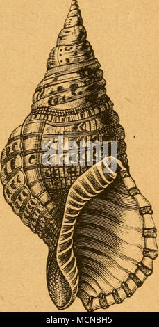 . Tritonium variegatum Stock Photo - Alamy