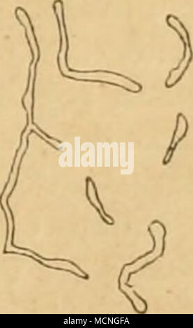 . The structure and classification of birds . Fig. 10. - Argtis ...