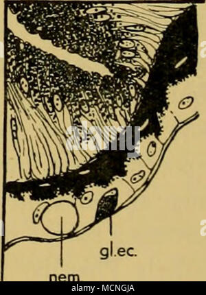 . Text-fig. 9. a, transverse section through the trunk muscles of ...