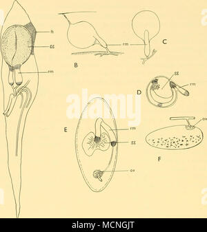 . Text-fig. 27. Swimbladder of Melamphaes megalops, seen (a) in fish ...