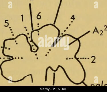 . PALPON JELLY-POLYP Text-fig. 26. Physalia physalis. Schematic drawing ...