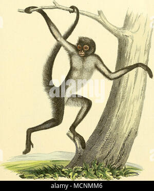 The study on Ateles species (monkeys) from Barro Colorado Island ...