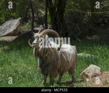The Argali, or the mountain sheep (species Ovis ammon) is a wild sheep ...