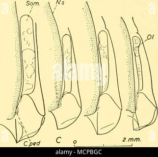 . Text-fig. 7. Part of the lateral line (near the origin of the adipose ...