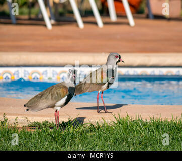 Andean lapwings, Vanellus resplendens, by hotel swimming pool, Santa ...